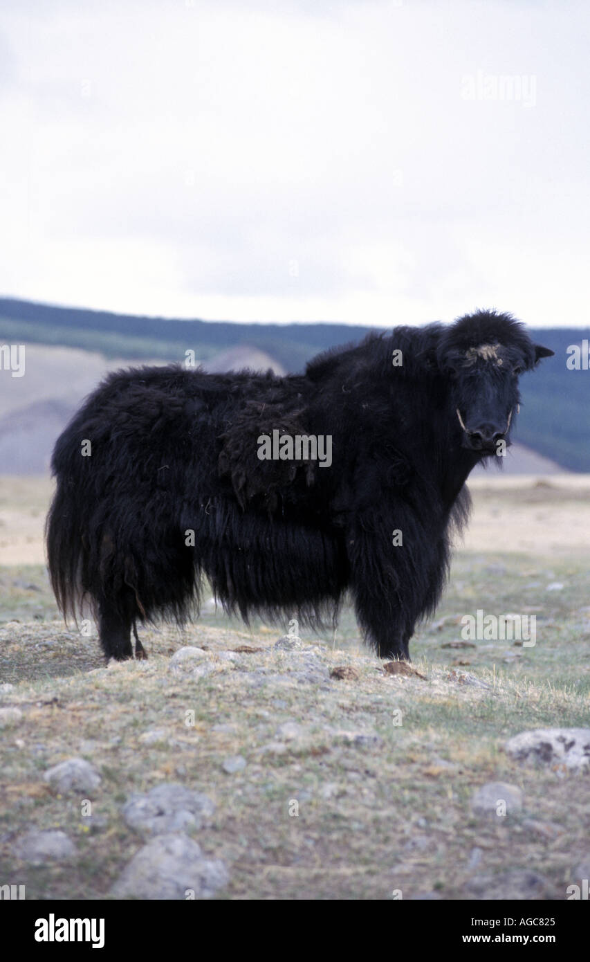 Yak skin hi-res stock photography and images - Alamy