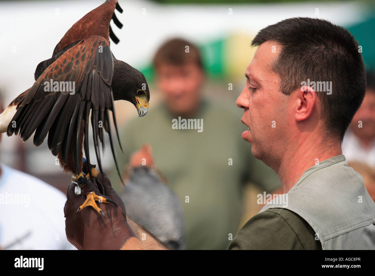 Hungary Great Plain Puszta Hortobágy hawk with handler Stock Photo - Alamy