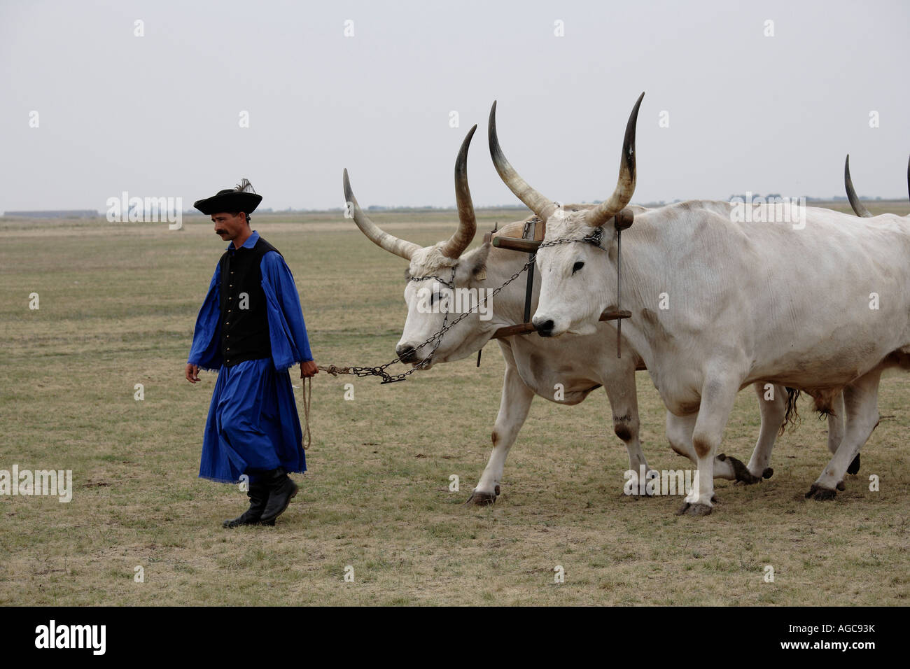 Hungary Hortobágy hungarian grey cattle herdsman Stock Photo - Alamy