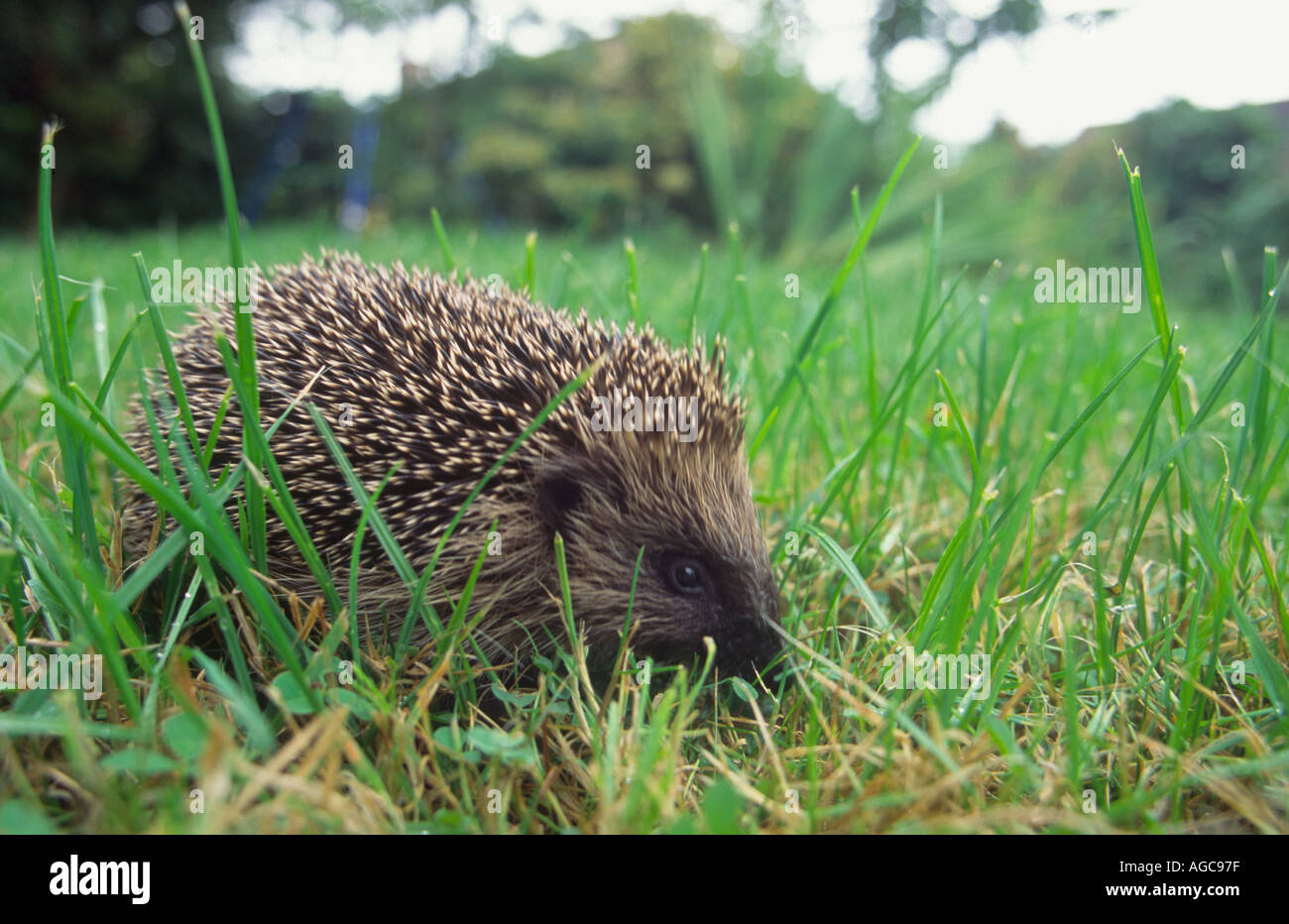 A hedgehog (Erinaceus europaeus) in a suburban garden Teignmouth Devon ...