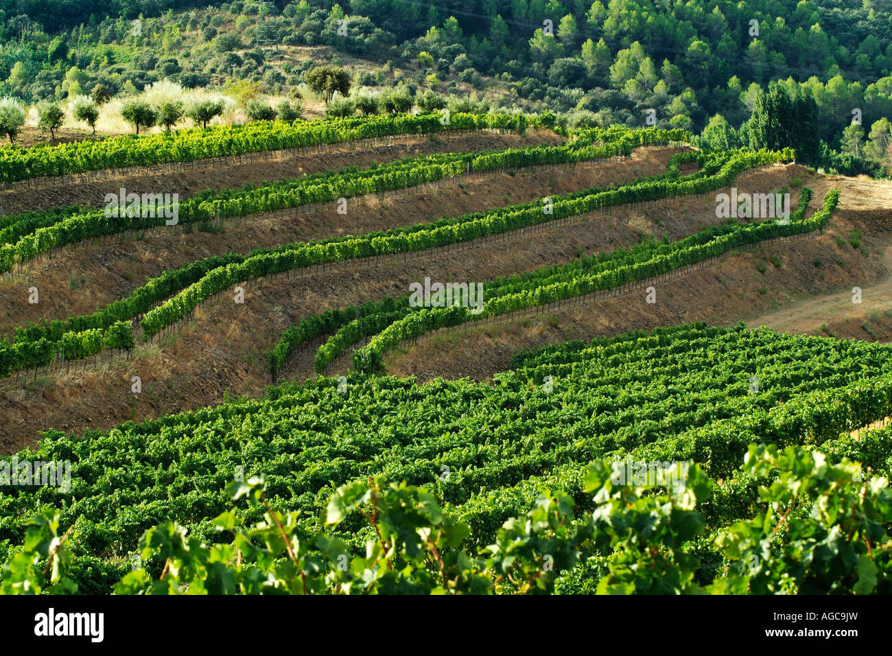 vineyards planted in stony of slate in rough ground terraces Stock ...