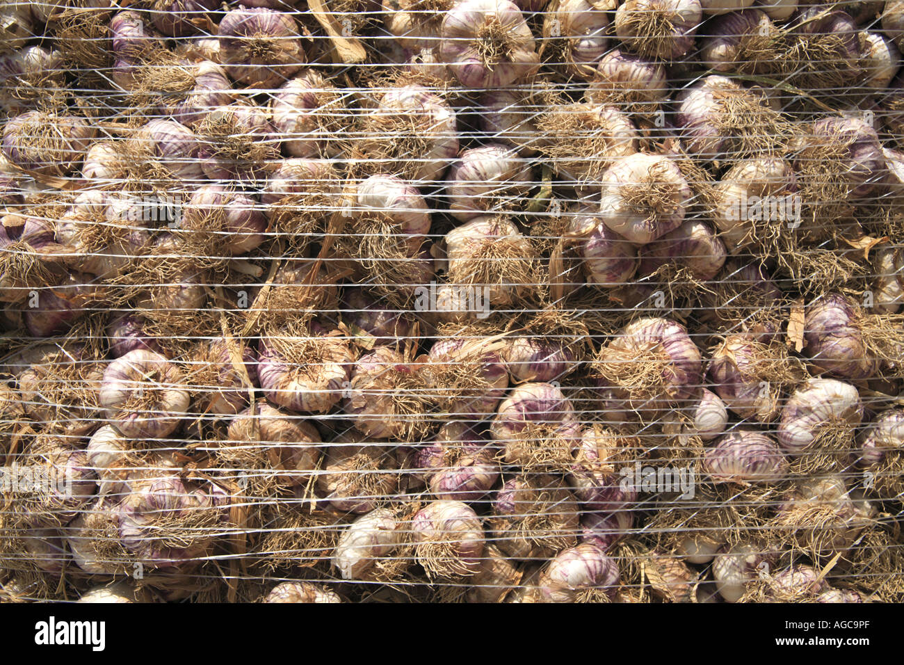Food bulbs hi-res stock photography and images - Alamy