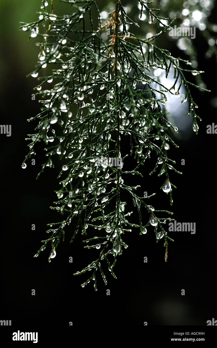 Tree tamarisk tamarix pentandra hi-res stock photography and images - Alamy