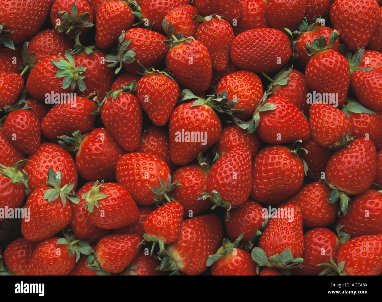 Entire frame red ripe english strawberries hi-res stock photography and ...