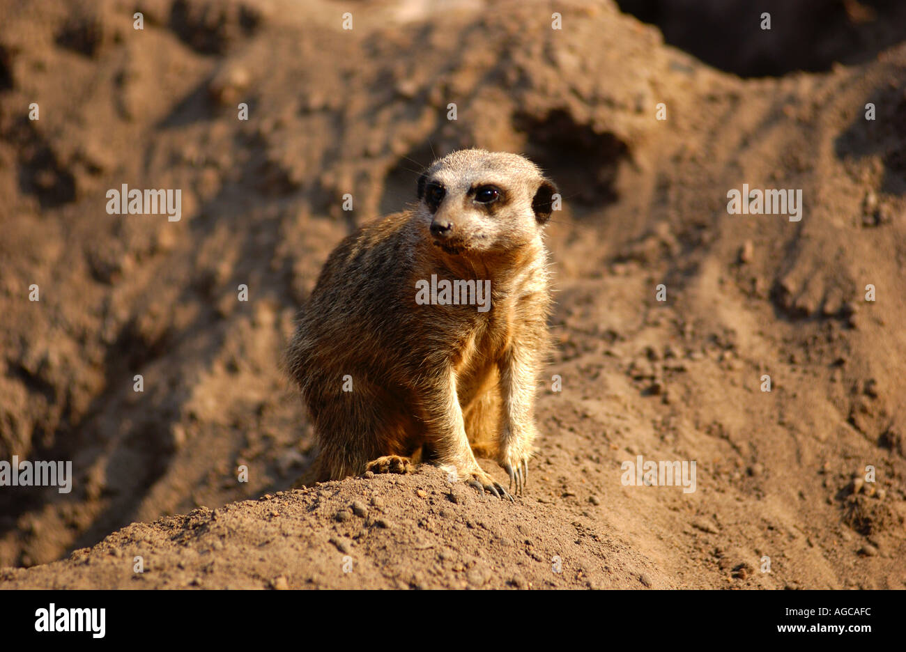 Meerkat in captivity in a Zoo, England Stock Photo - Alamy
