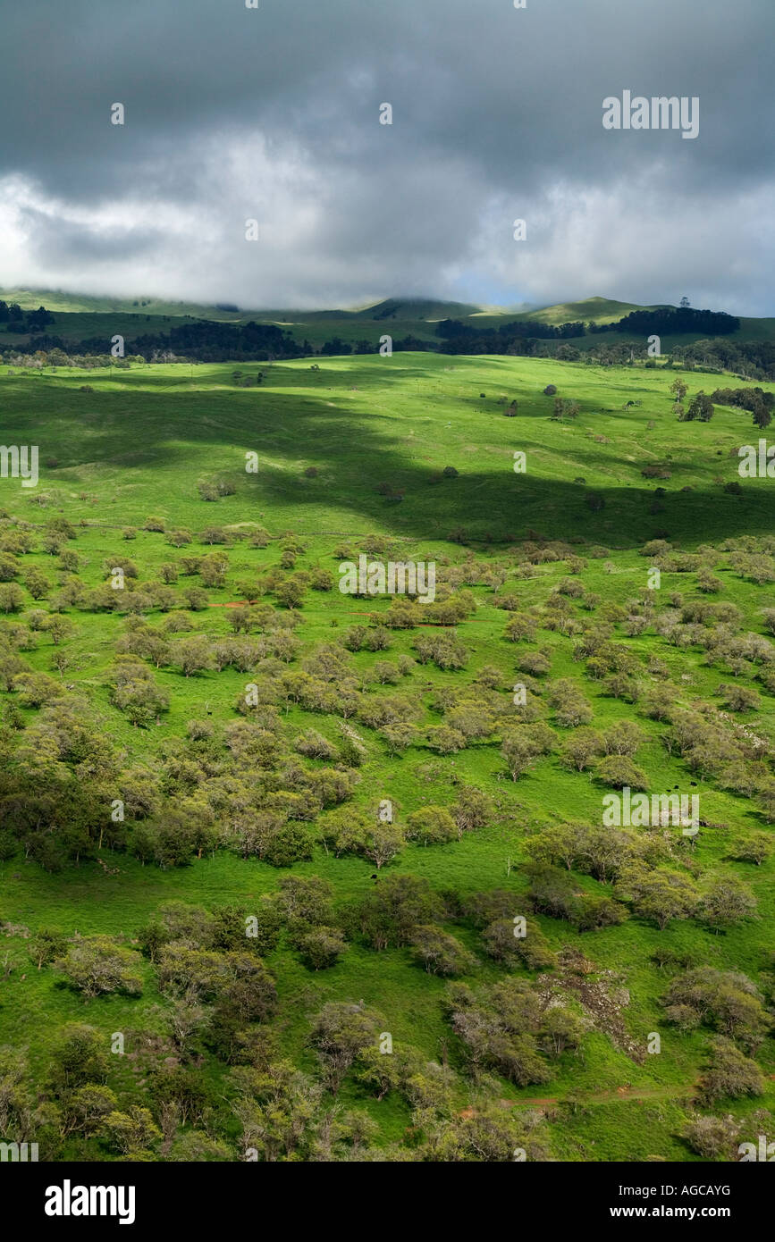 Aerial of Maui Hawaii countryside with green grass and trees Stock ...
