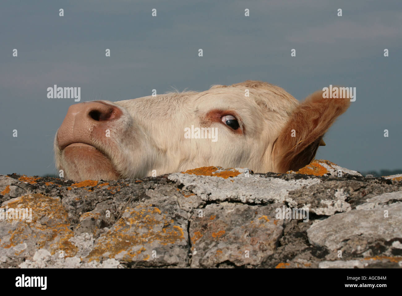 Cow looking over a stone wall in Dyfed Wales Stock Photo - Alamy