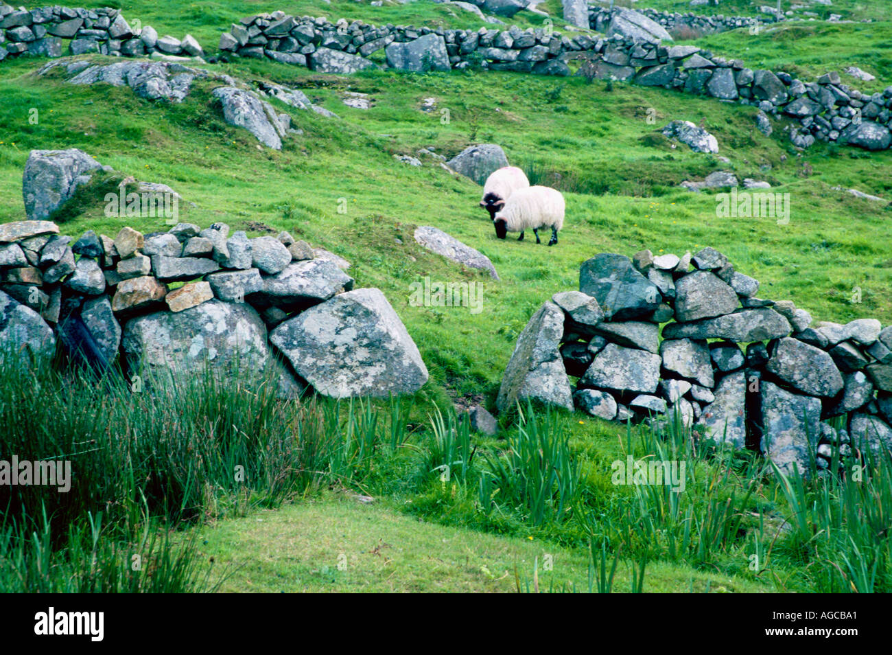 Europe Ireland Galway Connemara stone wall around pasture with sheep ...