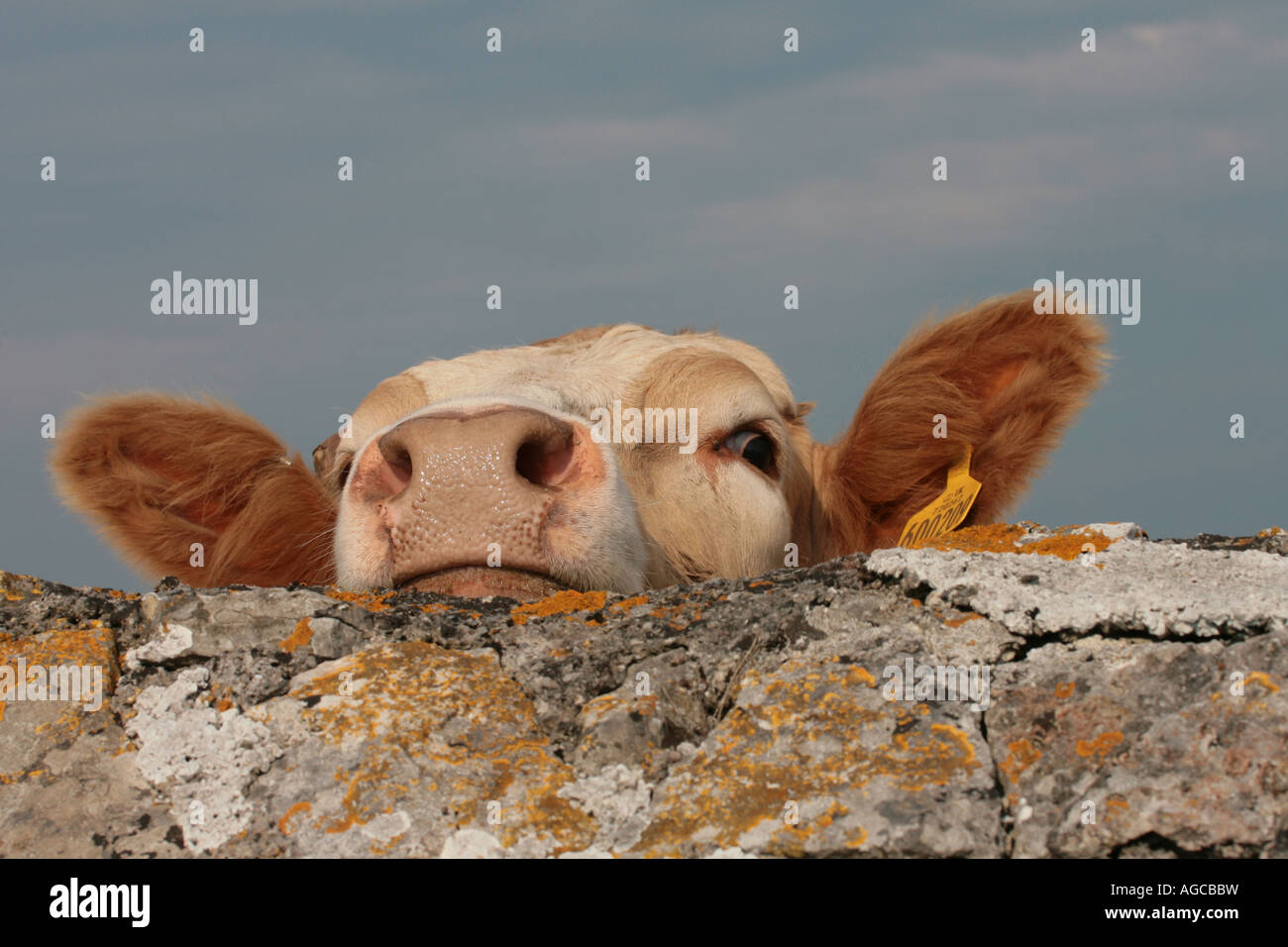 Nosey neighbour hi-res stock photography and images - Alamy