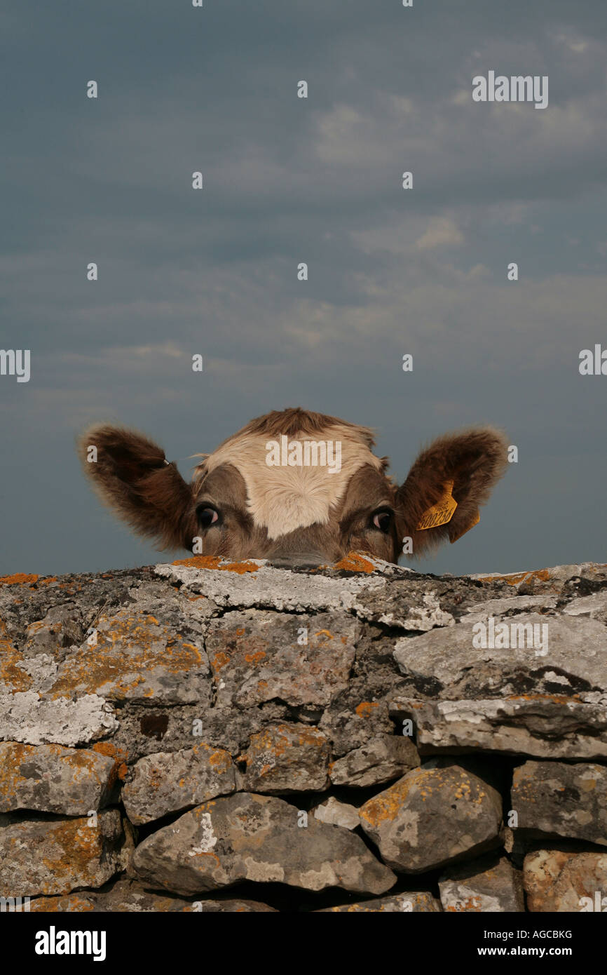 Cow looking over a stone wall in Dyfed Wales Stock Photo - Alamy