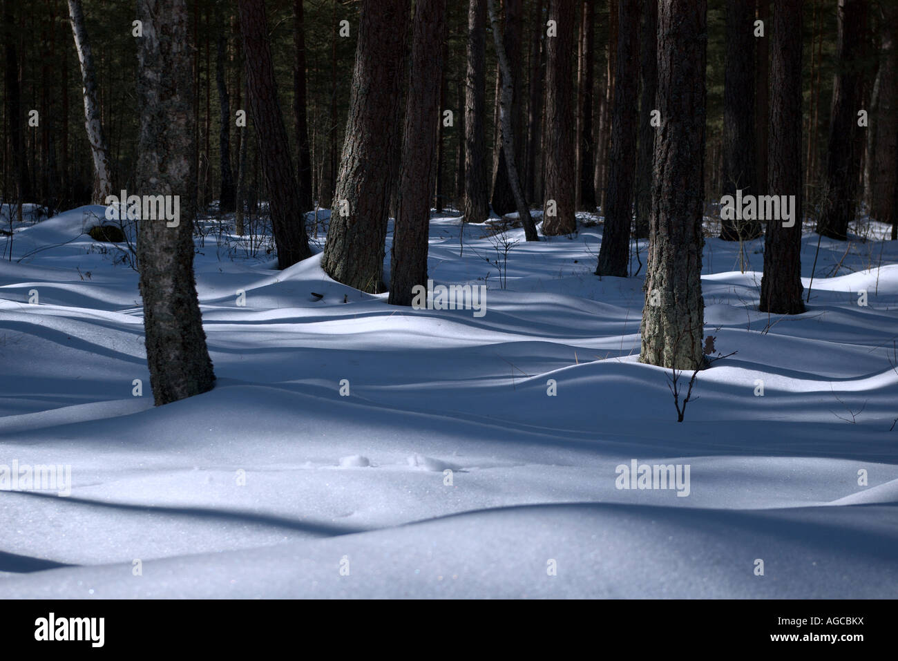 Forest shadows on snow hi-res stock photography and images - Alamy