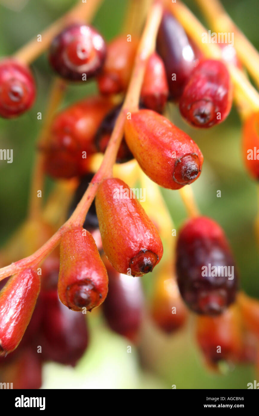 Fruits of the Ceylon Date Palm Phoenix pusilla at the Harry P Leu ...