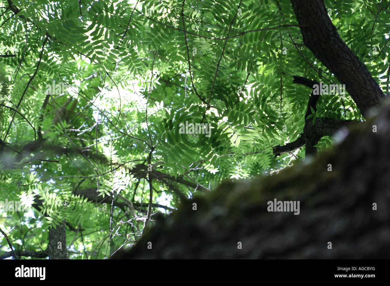 Looking up through the branches of a green leafy tree Stock Photo - Alamy