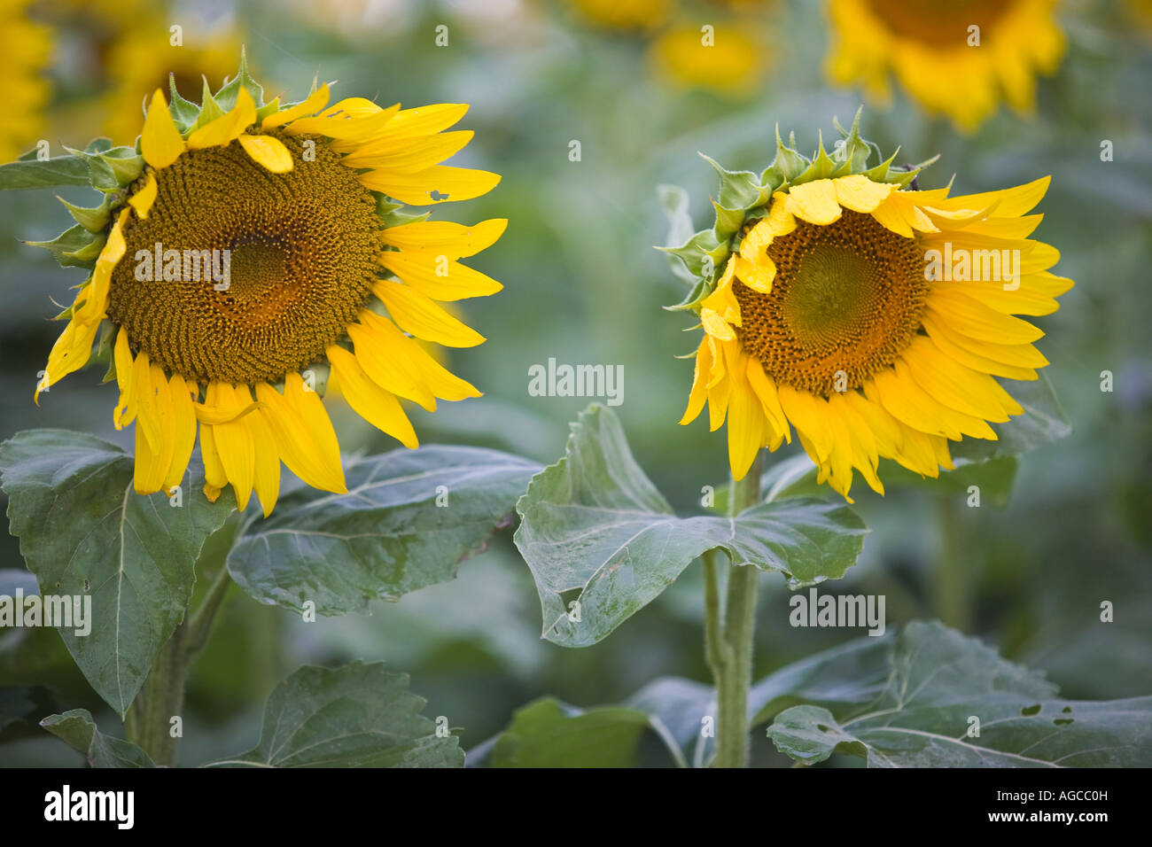 2 Sunflowers in bloom Stock Photo - Alamy