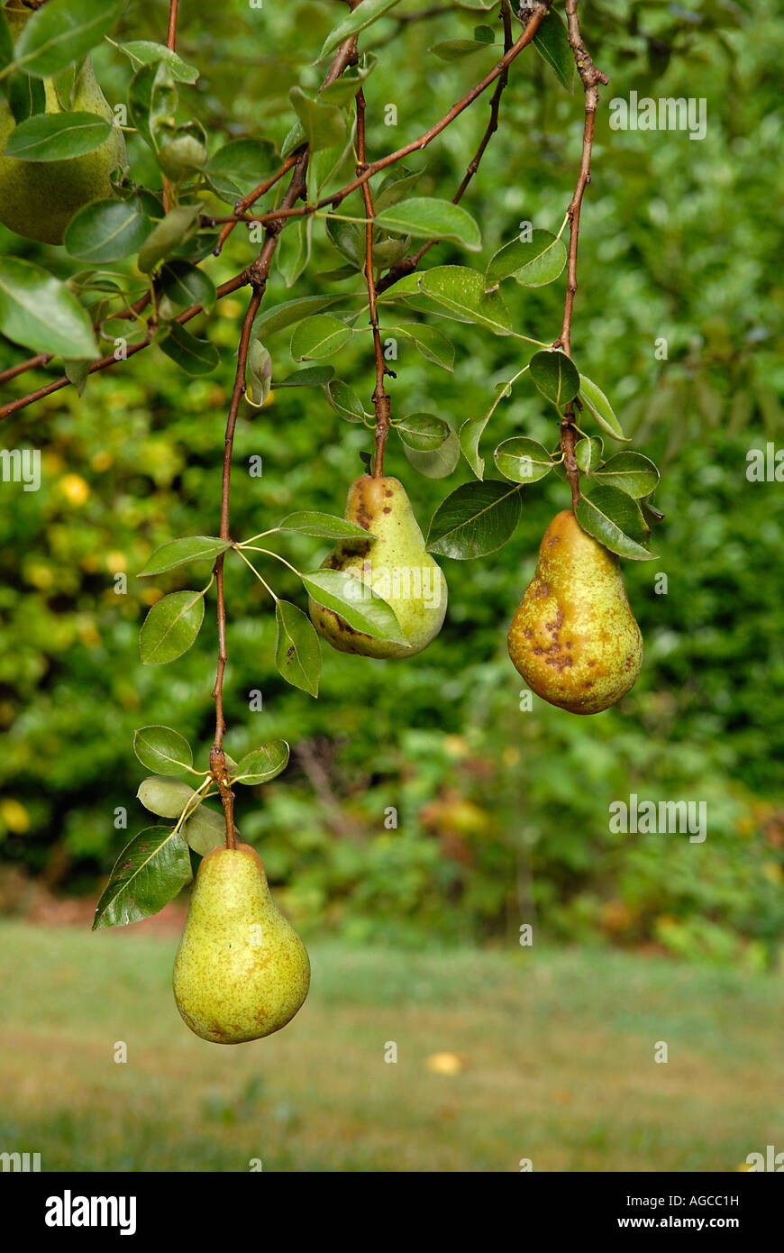 Three yellow pears are hanging from the fruit tree Stock Photo - Alamy
