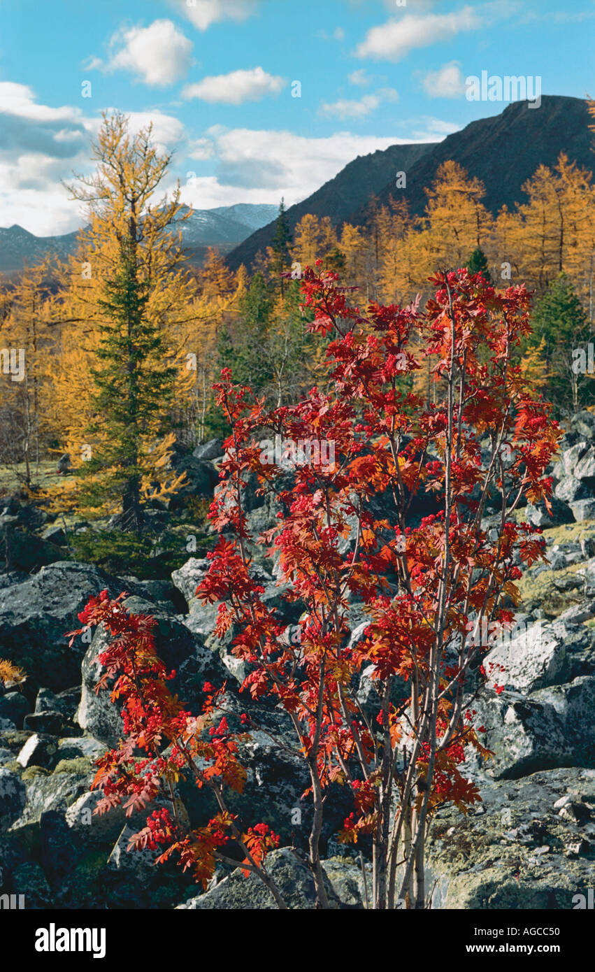 Mountain ash tree also known as rowan berry and larch tree forest the ...