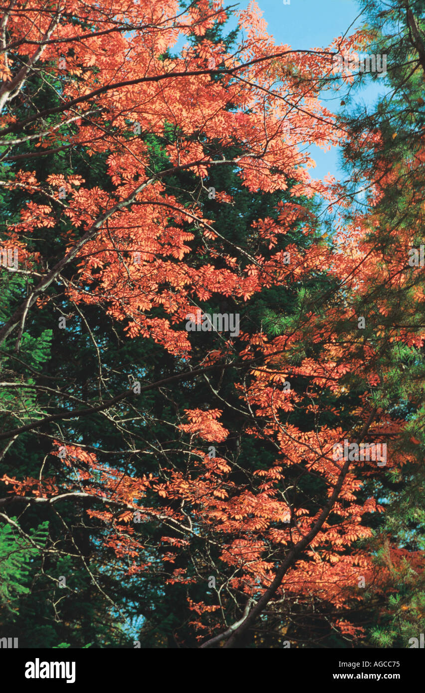 Rowan tree branches also known as mountain ash Barnaul Arboretum Russia ...