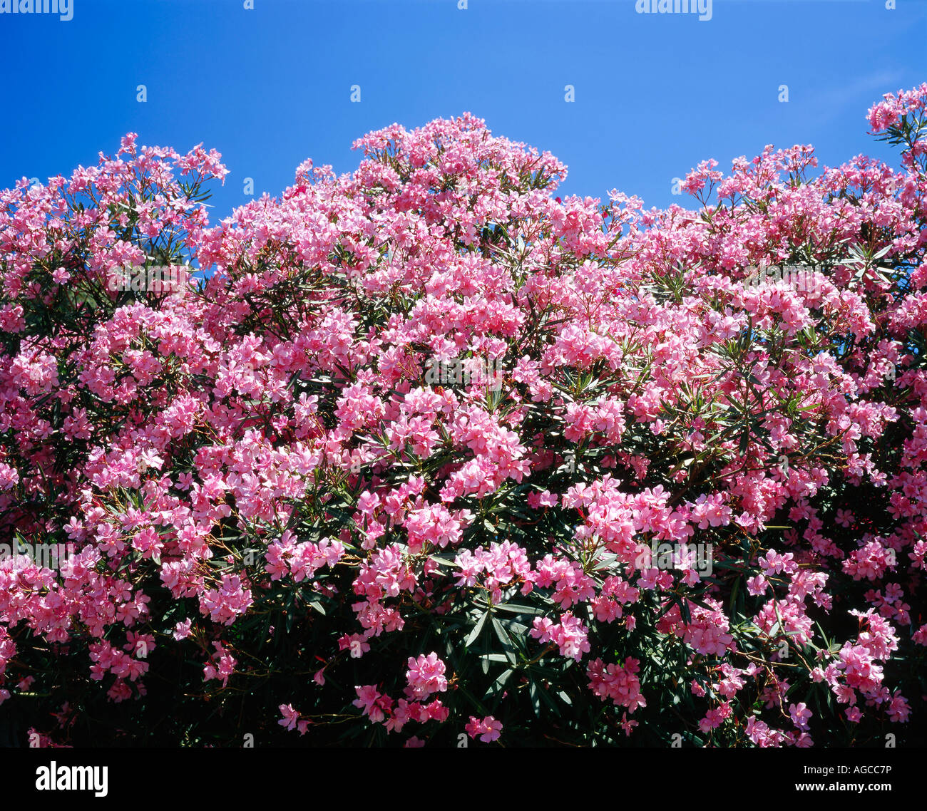 Blue Azalea Bush High Resolution Stock Photography and Images - Alamy