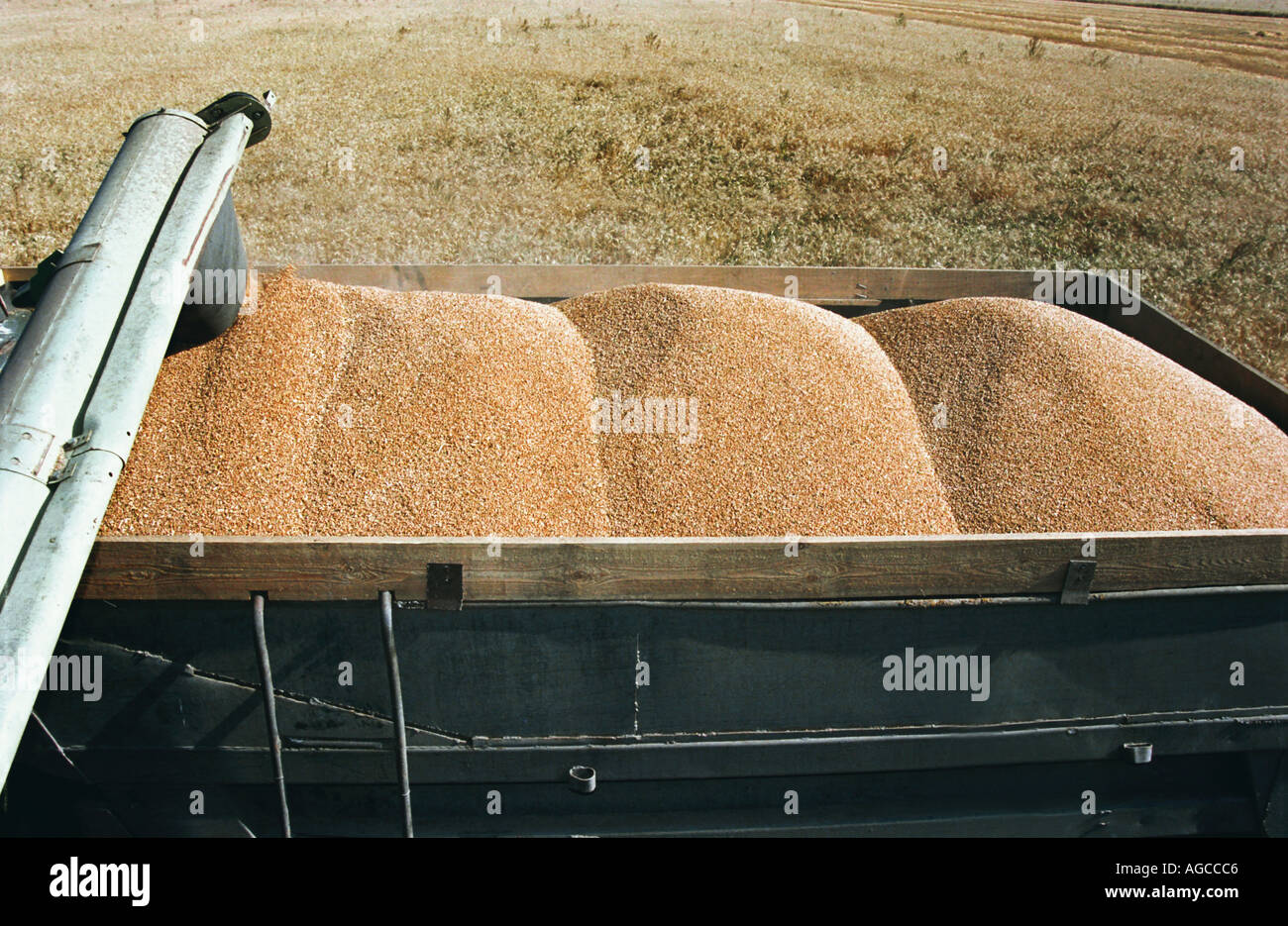 Seeds into a grain truck hi-res stock photography and images - Alamy