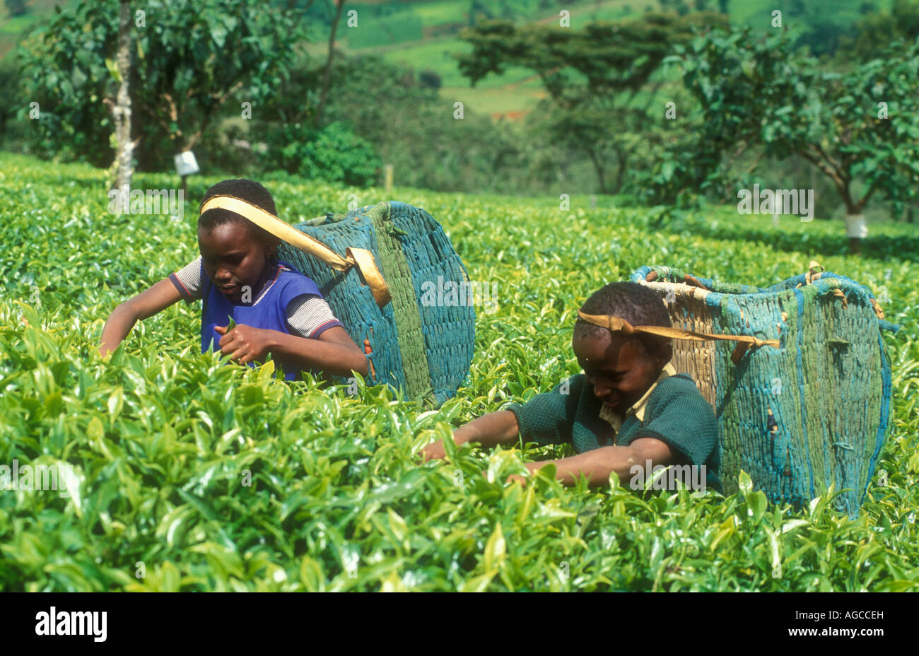 Children picking tea leaves in the family's field, Nyeri Kenya Stock ...