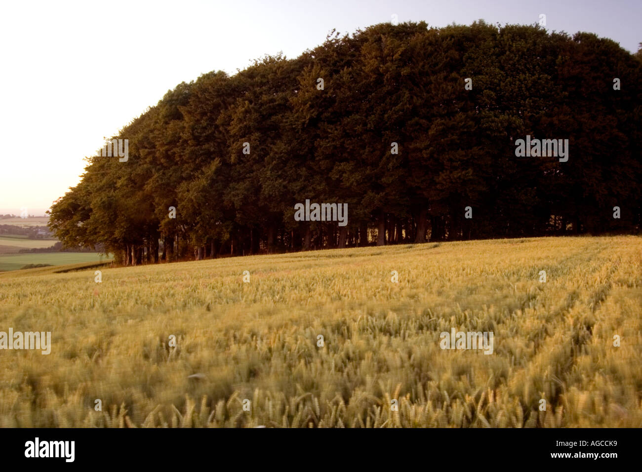 Crop and tractor trails trees The Ridgeway Near Barbury Castle England ...