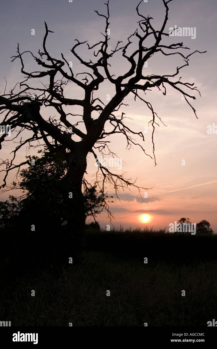 Sun Setting behind bare branches of a dead tree Wiltshire England 2006 ...