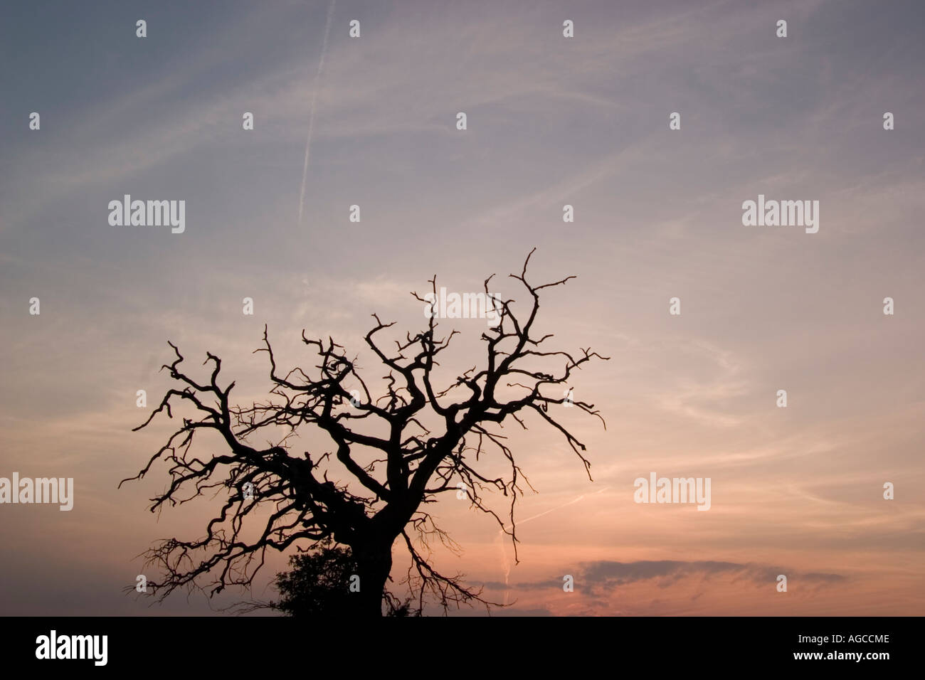 Sun Setting behind bare branches of a dead tree Wiltshire England 2006 ...