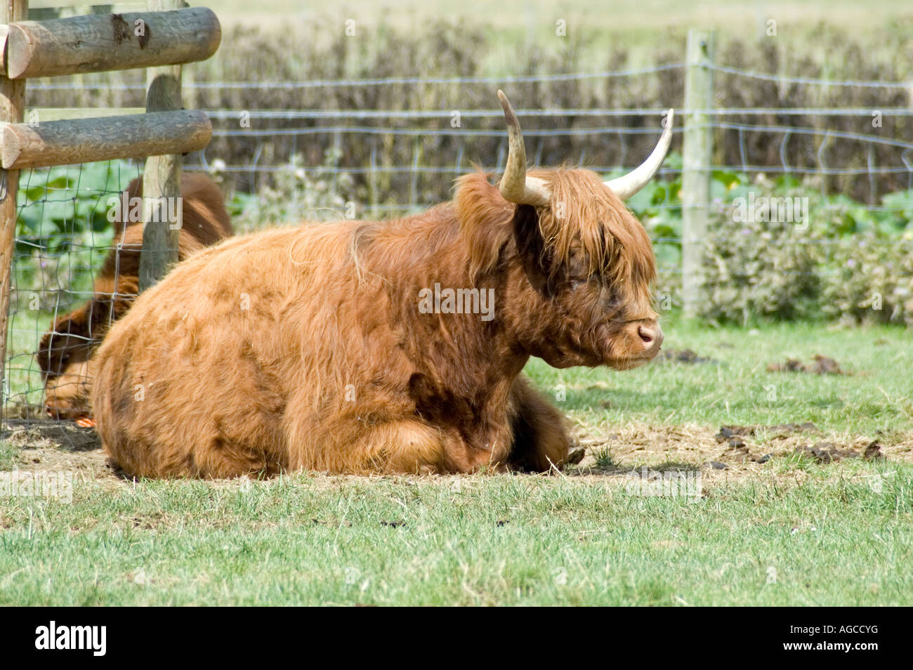 Cattle lying down in a field hi-res stock photography and images - Alamy