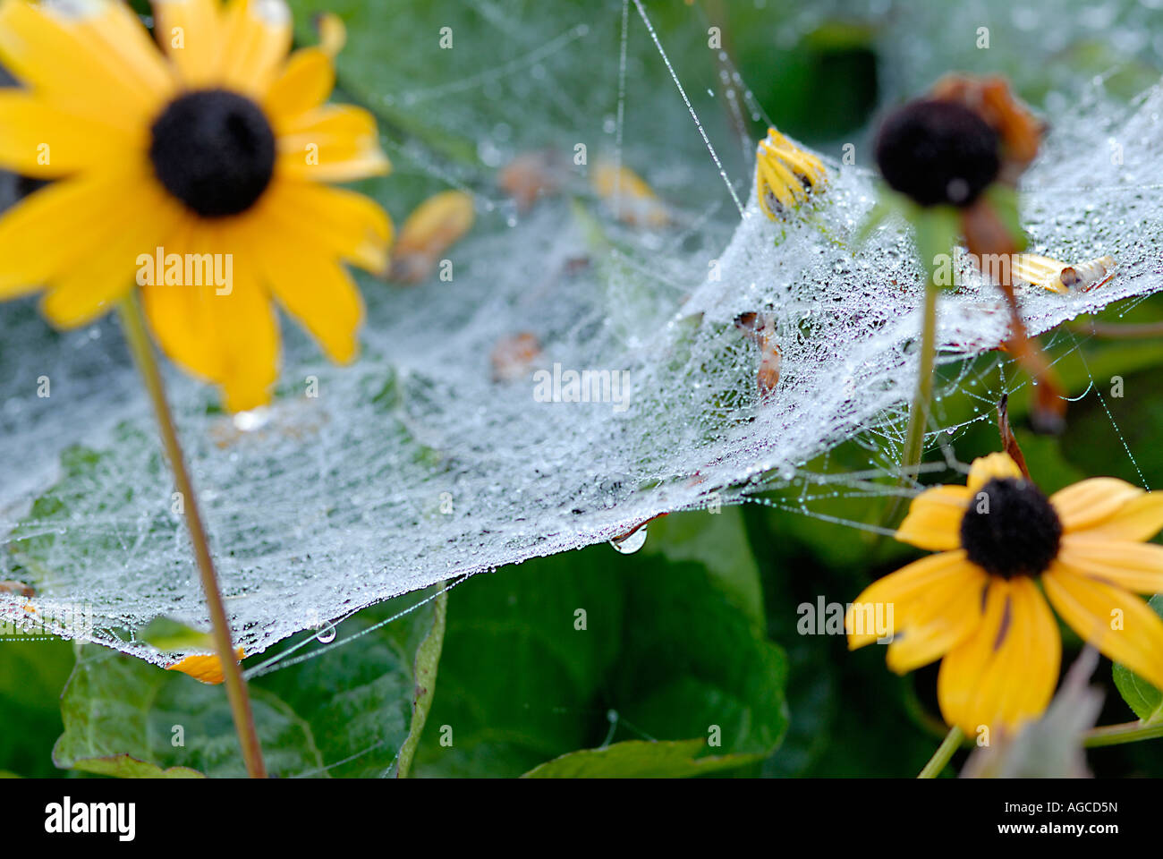 Black single spider hi-res stock photography and images - Alamy