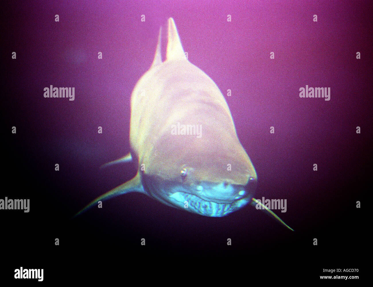 Head on view of a shark Stock Photo - Alamy
