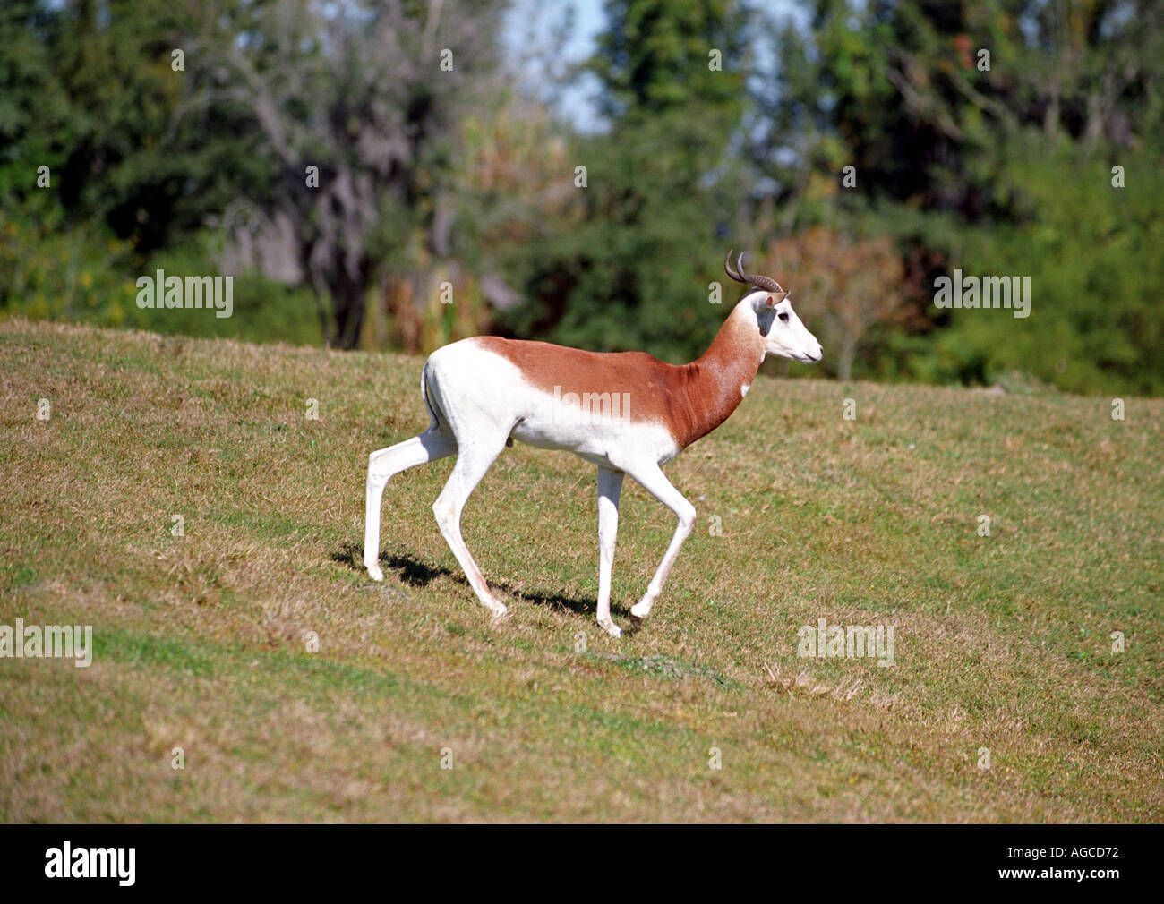Addra gazelle hi-res stock photography and images - Alamy