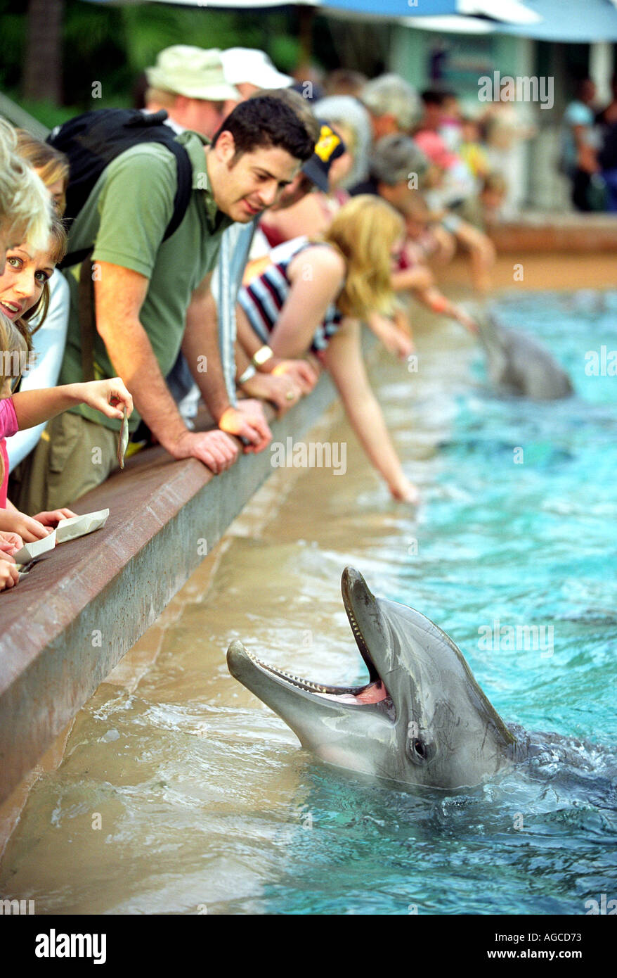 Tourists feed dolphins at SeaWorld in Orlando Florida USA Stock Photo ...