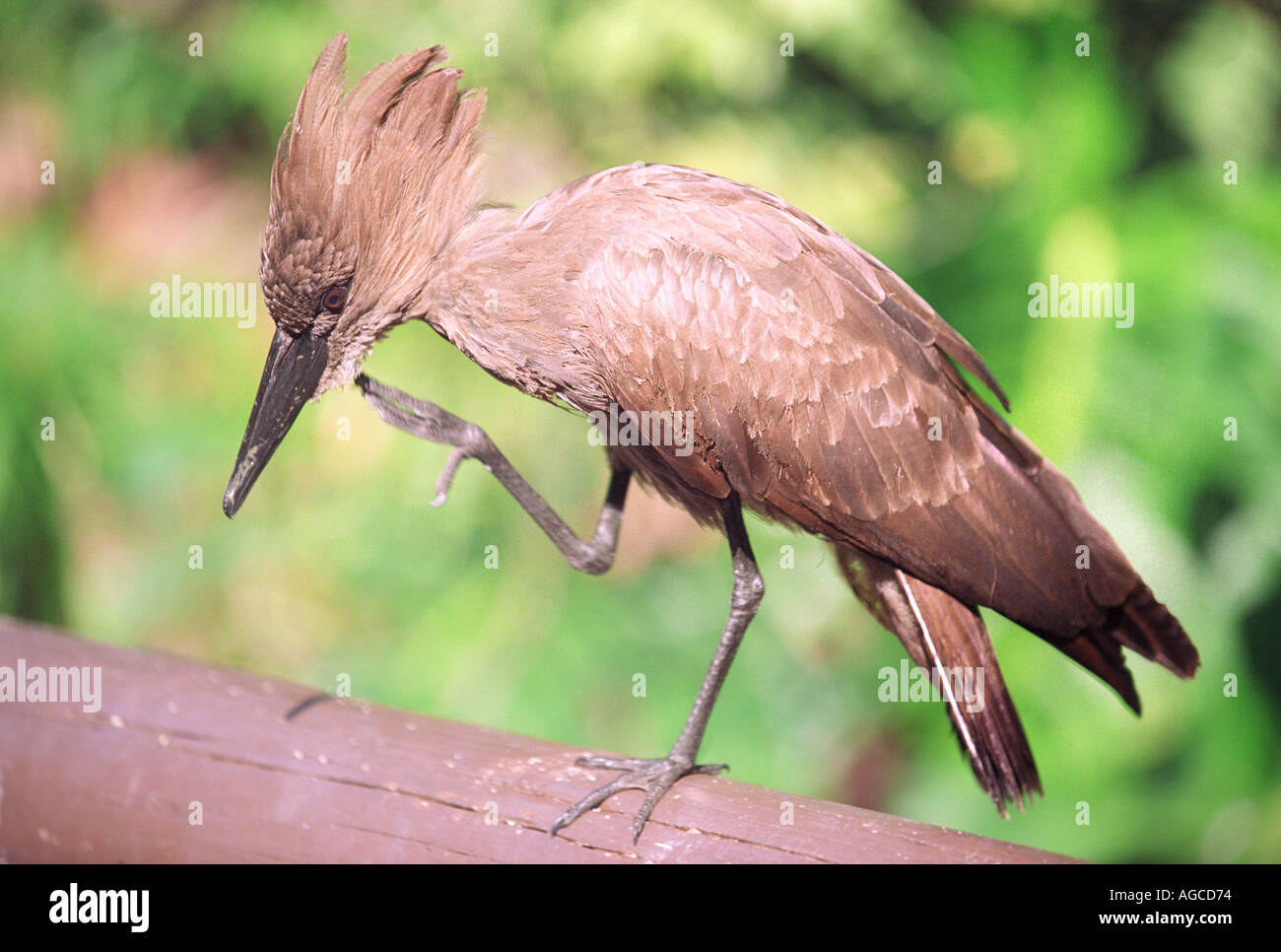 Hamerkop bird Scopus umbretta Stock Photo - Alamy