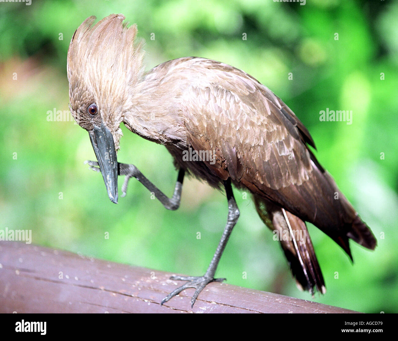 Hamerkop Scopus umbretta Stock Photo - Alamy