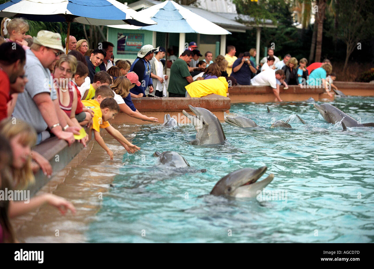 Tourists feed dolphins at SeaWorld in Orlando Florida USA Stock Photo ...