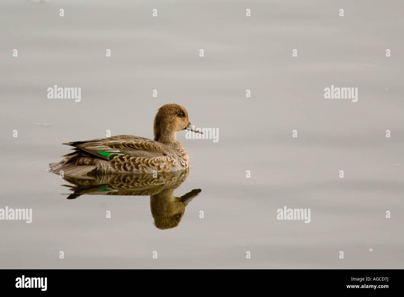 Teal (Anas crecca Stock Photo - Alamy