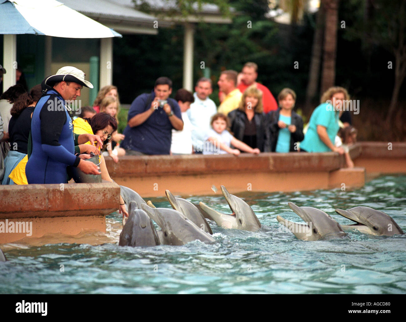 Tourists feed dolphins at SeaWorld in Orlando Florida USA Stock Photo ...
