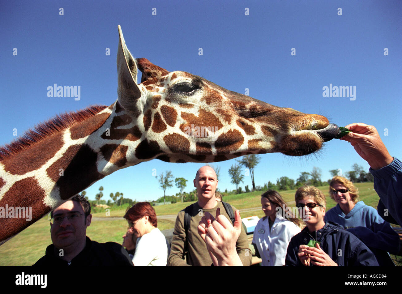 Tourists feed a giraffe at Busch Gardens in Orlando Florida USA Stock ...