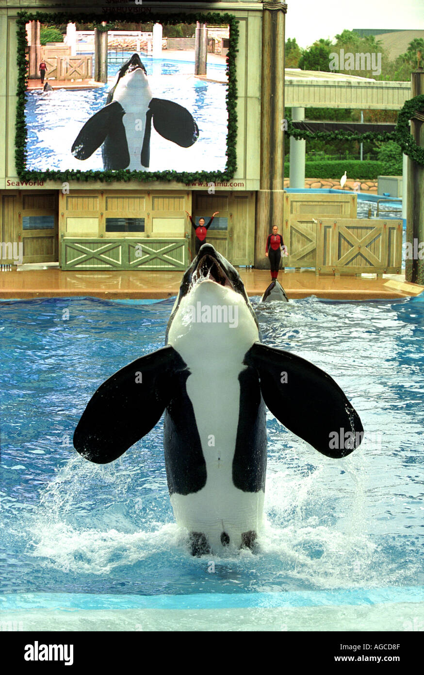 The Shamu Killer Whale show at SeaWorld in Florida Orlando USA Stock ...