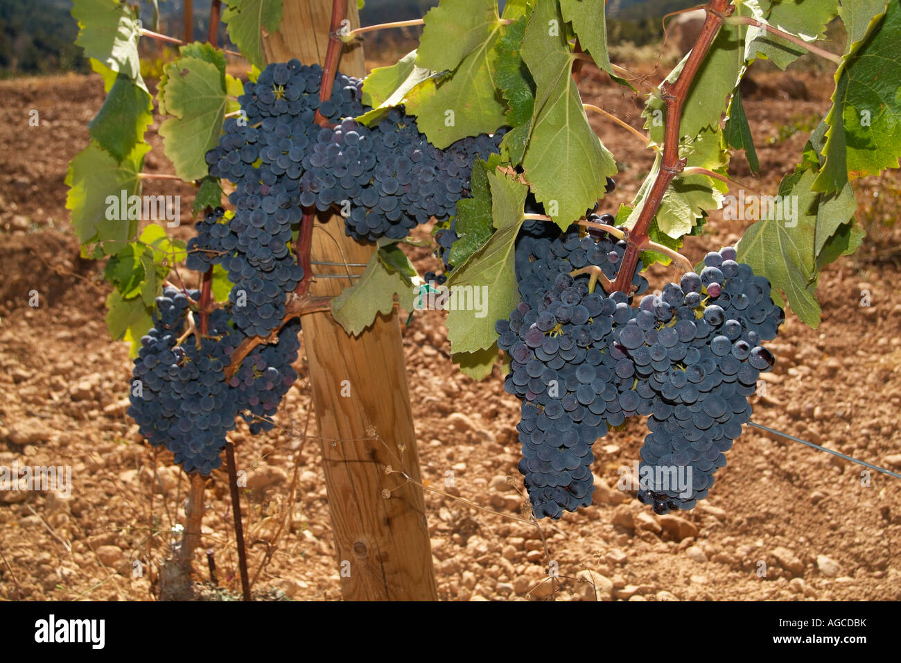 Detail of grape Stock Photo - Alamy