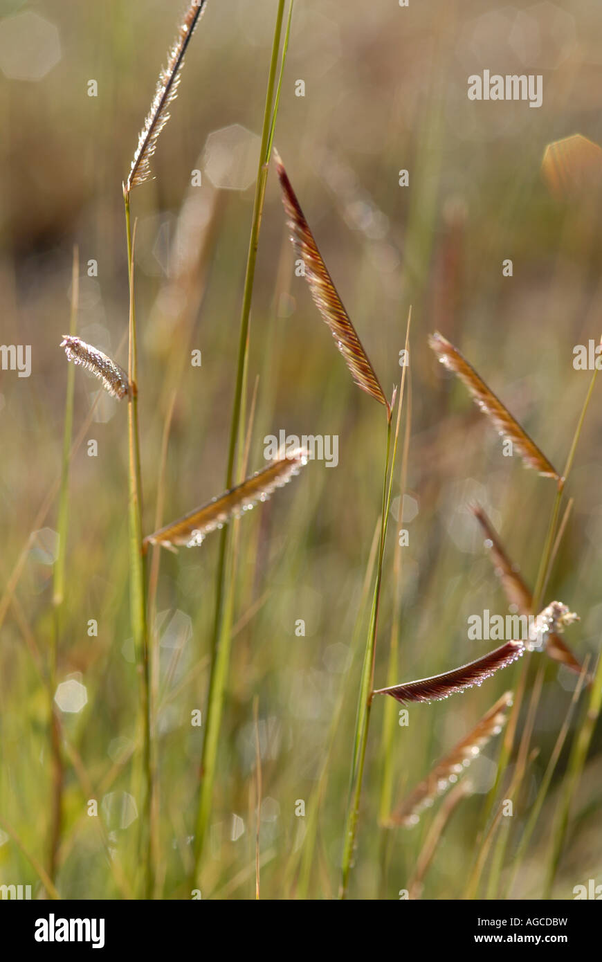 Blue gramma grass with spikelets Stock Photo - Alamy