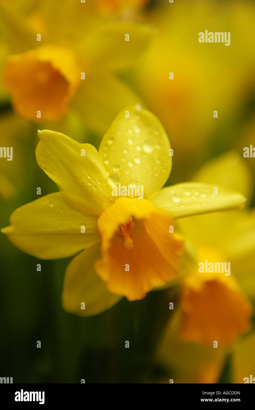 All yellow daffodil hi-res stock photography and images - Alamy