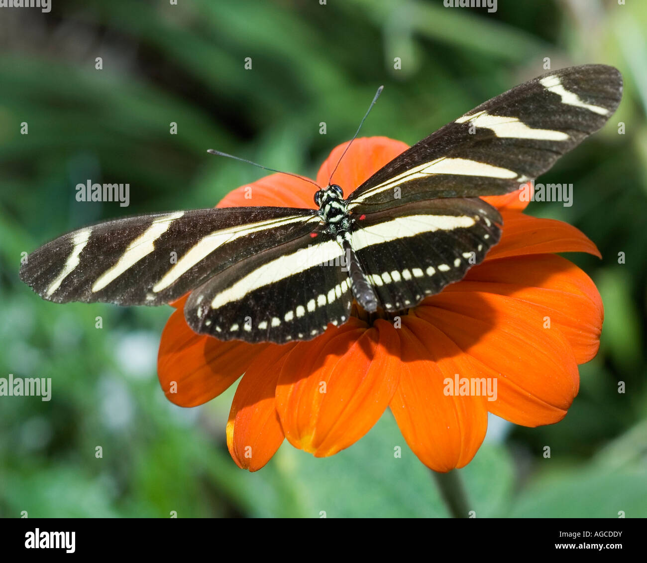 Zebra Longwing Butterfly Stock Photo - Alamy