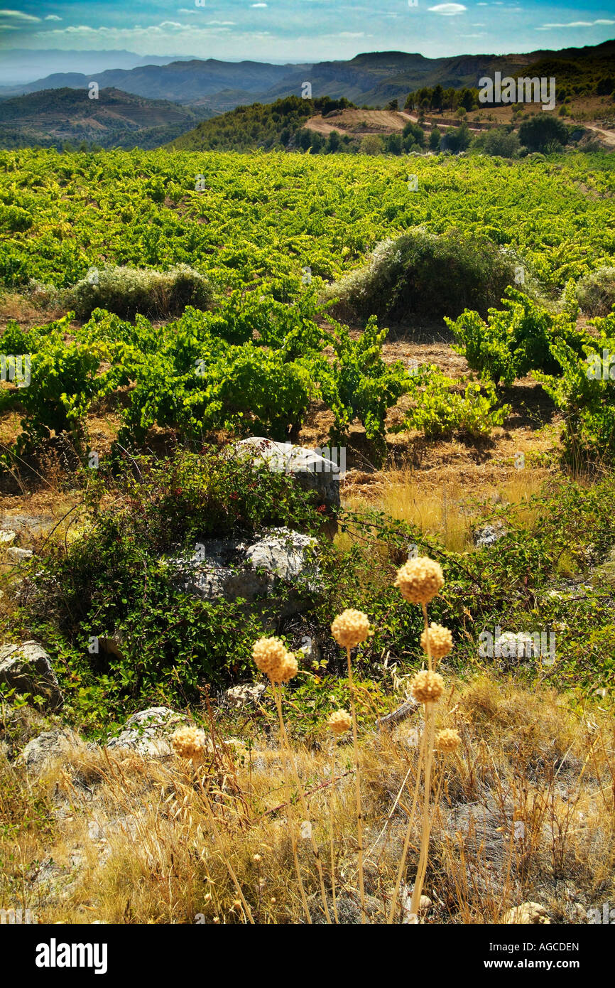 Montsant vineyard hi-res stock photography and images - Alamy