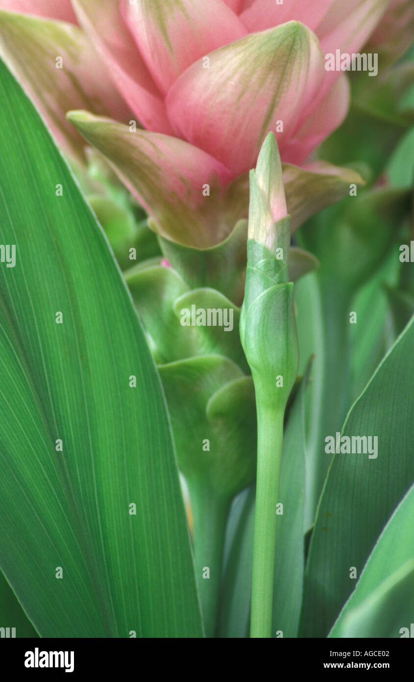 Tulip of Thailand or Siam Tulip curcuma alismatifolia Stock Photo - Alamy