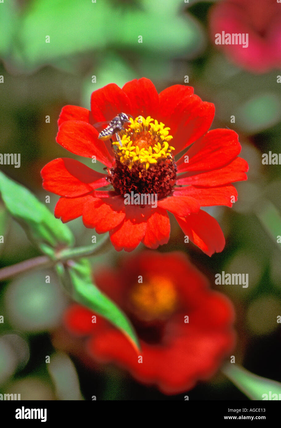 Early summer flowering cosmos hi-res stock photography and images - Alamy