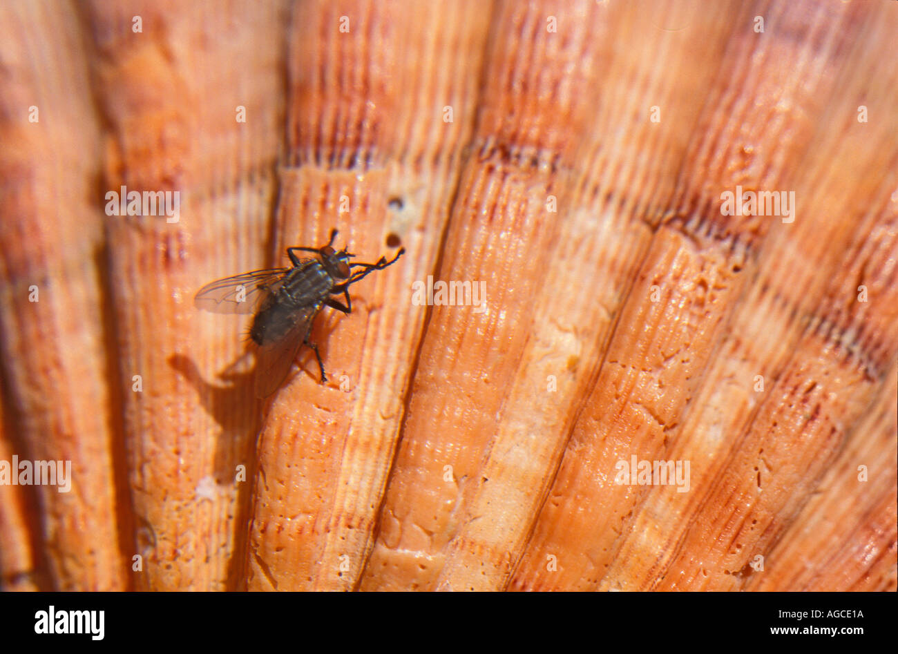 Shell flies hi-res stock photography and images - Alamy