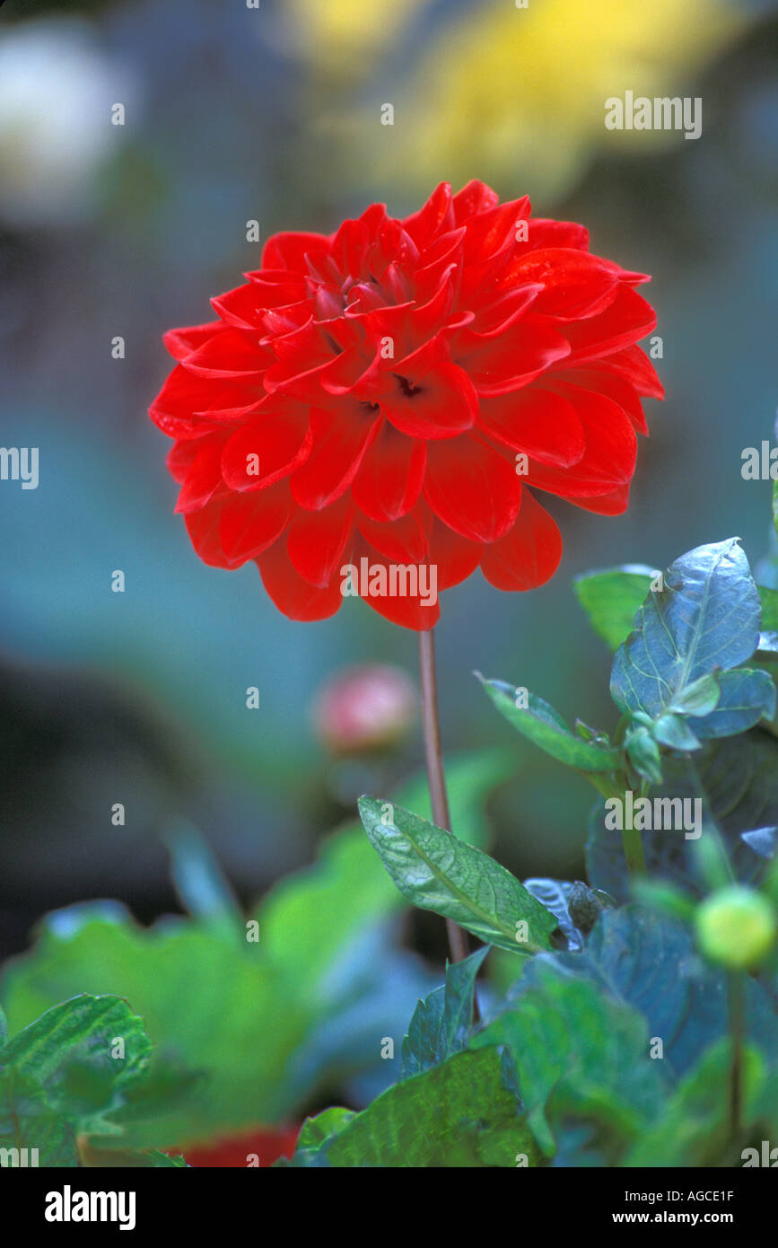 Fuchsia dahlias hi-res stock photography and images - Alamy