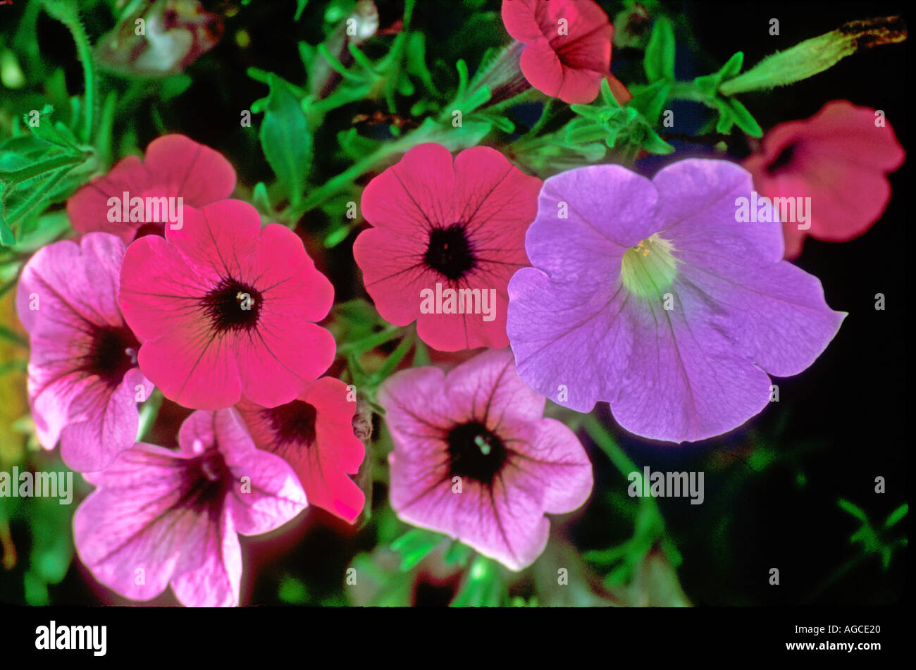 Spherical flowers display hi-res stock photography and images - Alamy