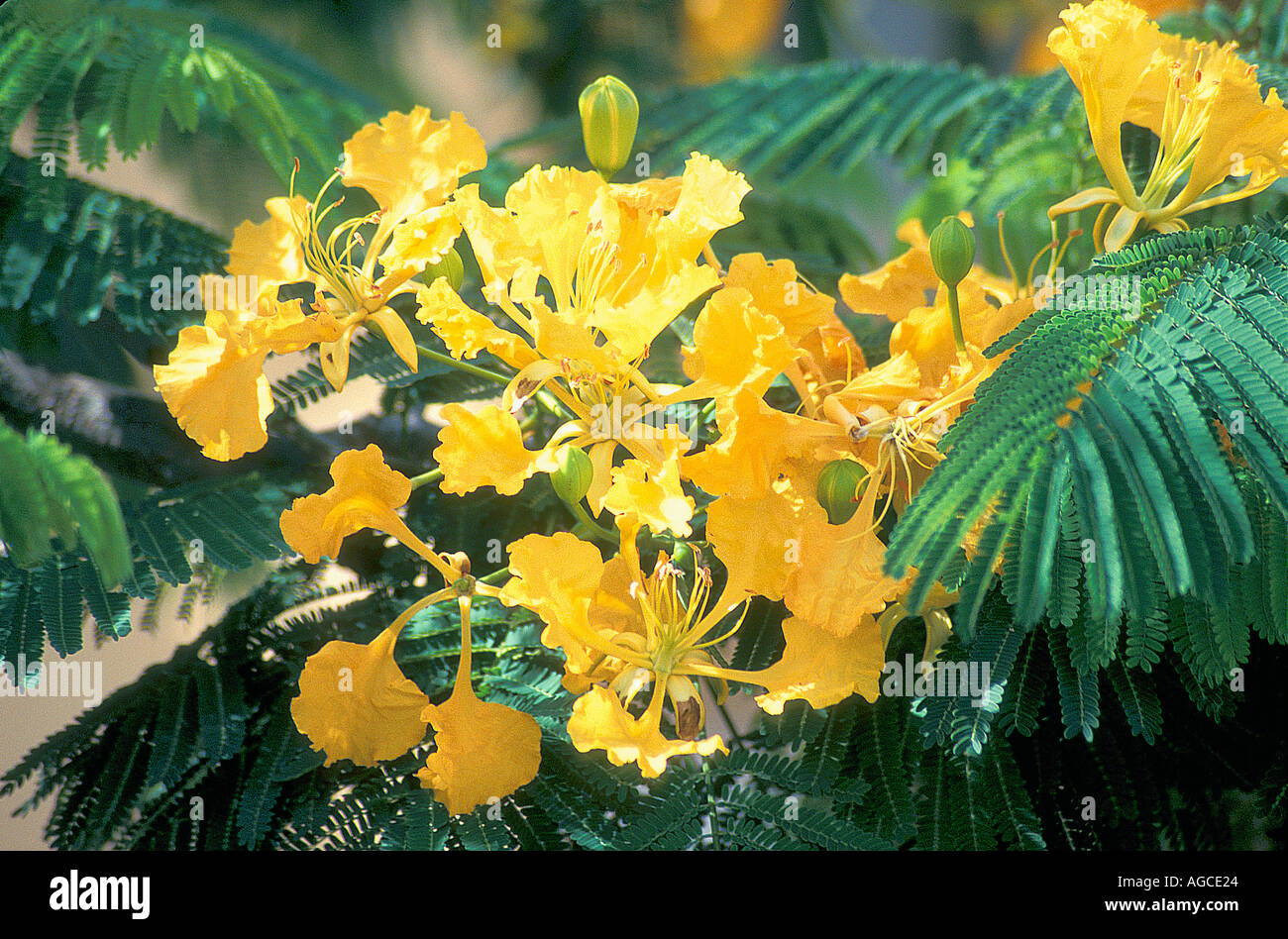 Flamboyant Tree Delonix Regia Stock Photo - Alamy